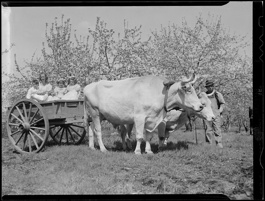 34 Fantastic Photos Capture Farm and Domestic Life of Boston from ...