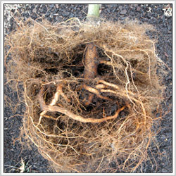 Acacia Tree Root System