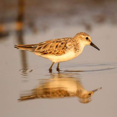 Little stint (Calidris minuta) | Birds of India | Bird World