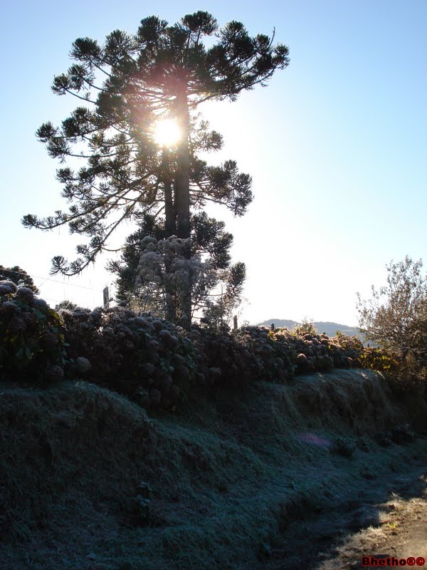 LeãoBaioMotorClub: IMAGENS DO INVERNO LAGEANO - GEADA (LAGES - SC -BRASIL)