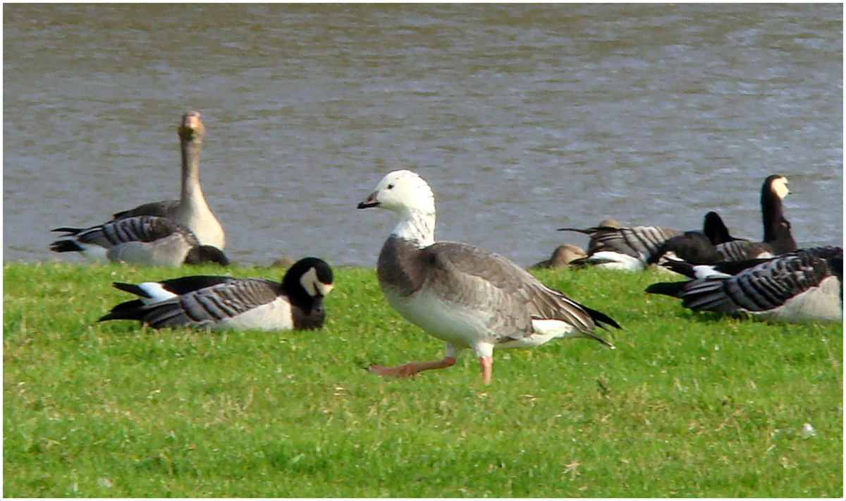 het MAASproject: Sneeuwgans...