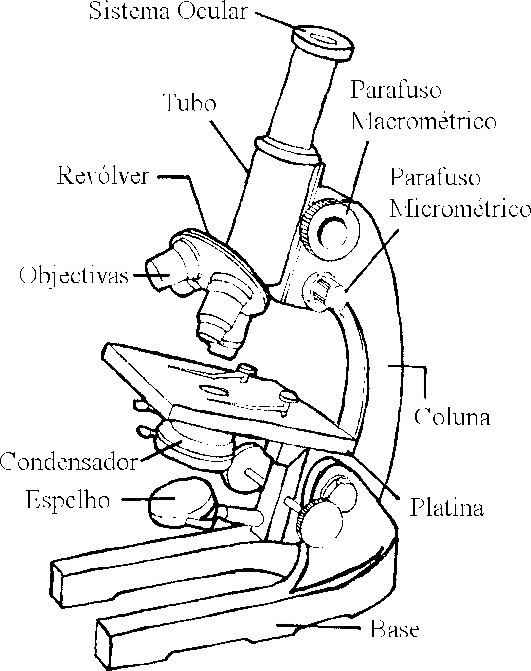 Física Online: Microscópio