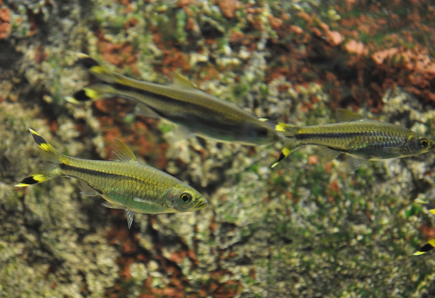 ZOOTOGRAFIANDO (6.100 ANIMALS): RASBORA COLA DE TIJERA / THREE-LINED ...