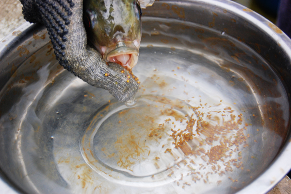 Mambulaoans WorldWide Buzz: BFAR’s hatchery reveals tilapia secrets