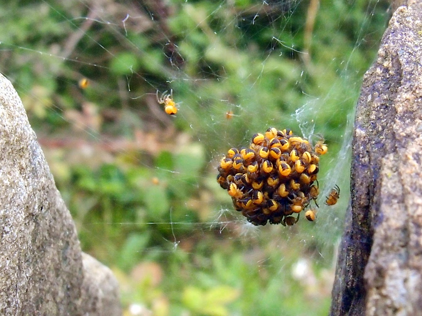 Two in a bush: Incy Wincy and friends.