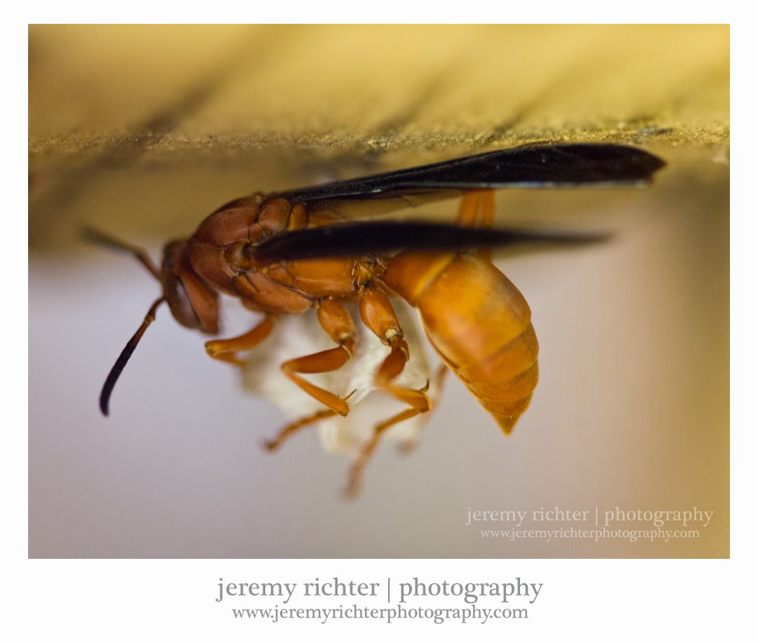 jeremy richter | photography :: blog: Nest Building with the Queen of ...