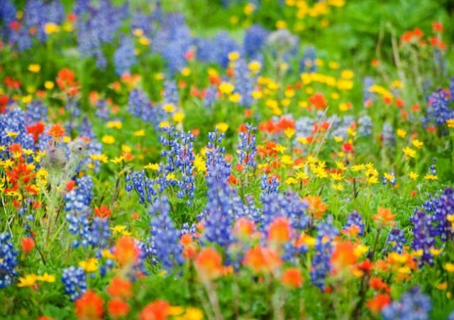 Plante salbatice pe care le gasim din belsug în România - delicatese in ...