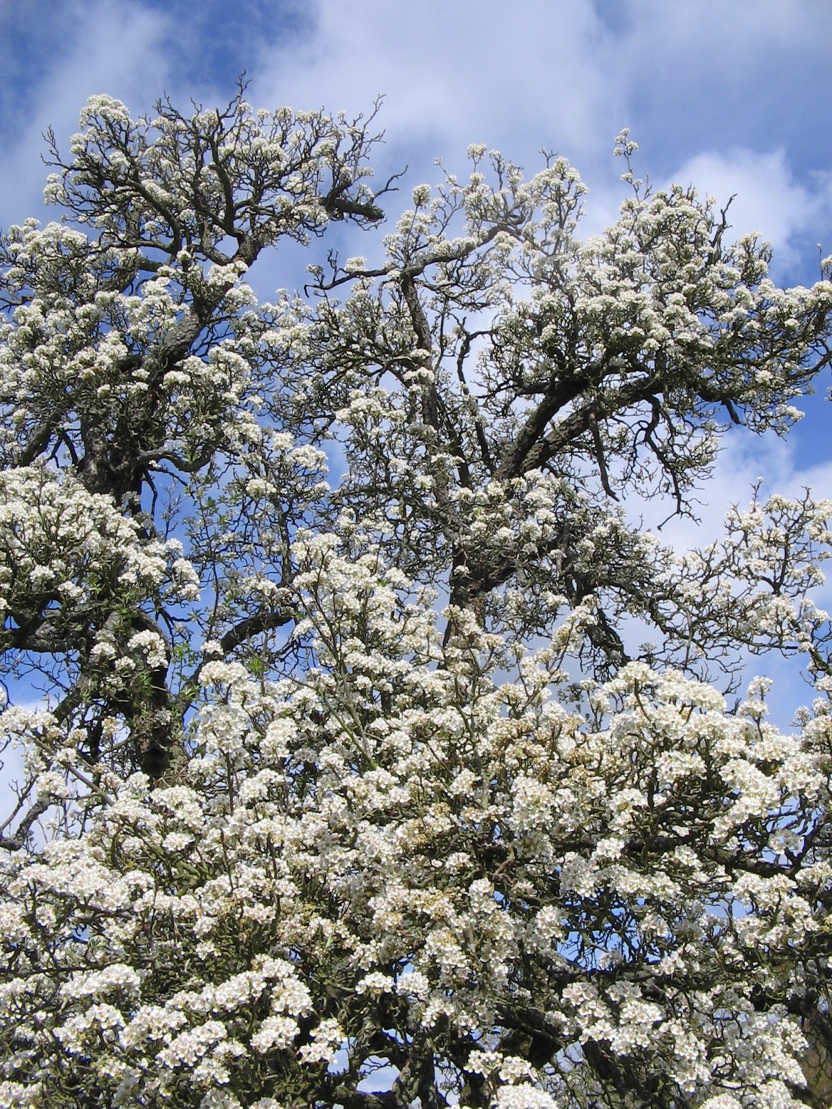 Rockingham Forest Cider: Perry Pear Blossom