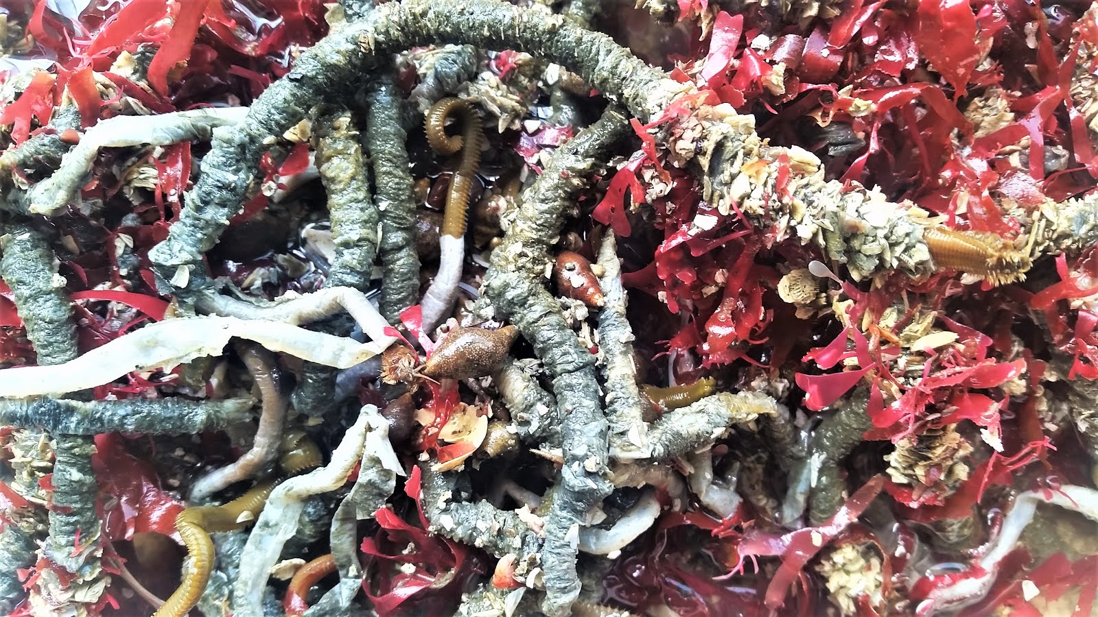 Meiofauna Perú: Workshop: Taxonomy and Diversity of Marine Meiofauna ...