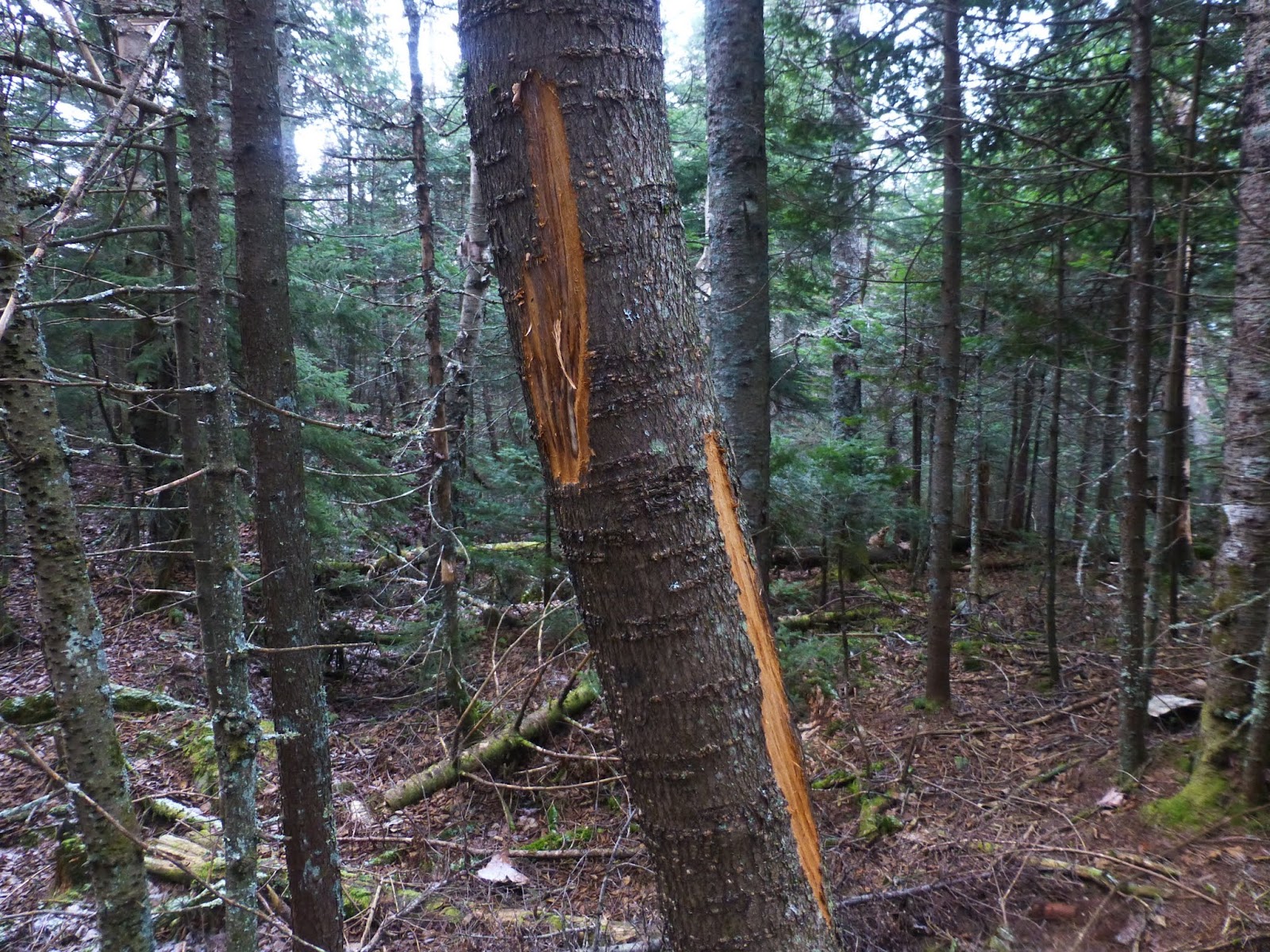 Off on Adventure: Fishing Brook Mountain #1 (3540') and Fishing Brook ...