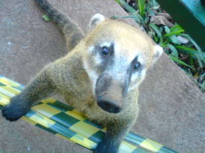 Jornal dos Bichos - Animal em Fatos, vídeos e fotos: Quatis famintos ...