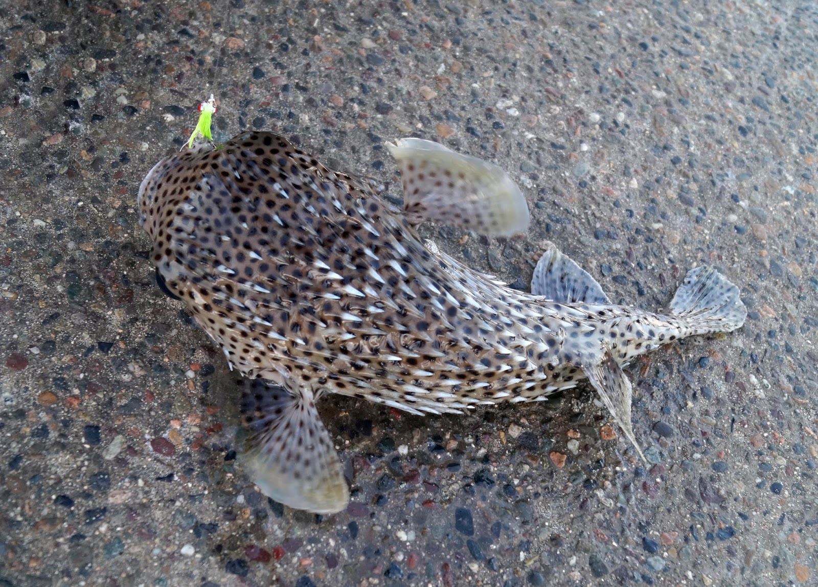 Puffer fish on the fly fishing