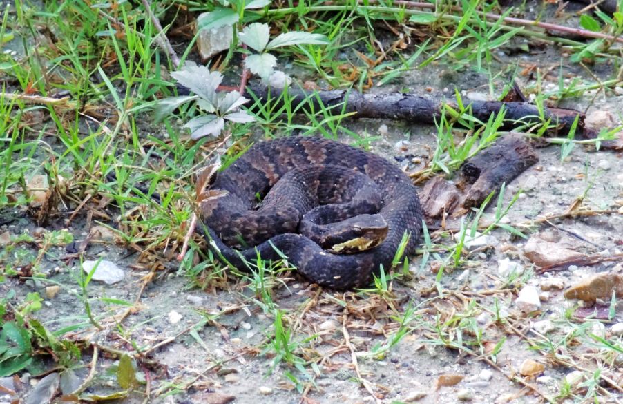 H-Town-West Photo Blog: Snakes in George Bush Park - Buffalo Bayou ...