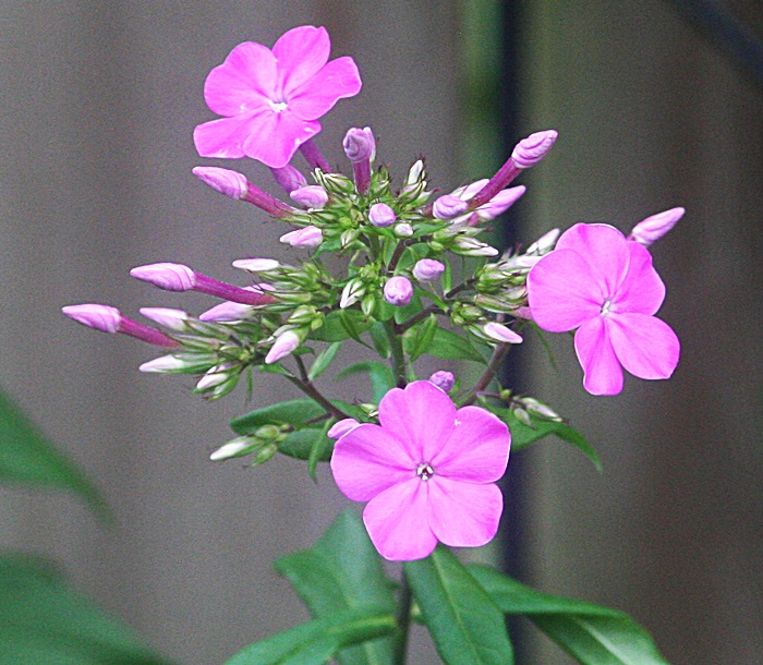 Gardening With Nature: Hot days, hot blossoms