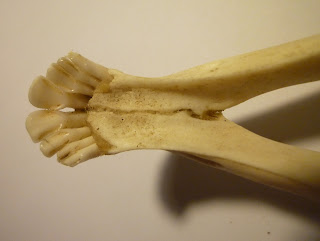 Sue Beveridge's Blog