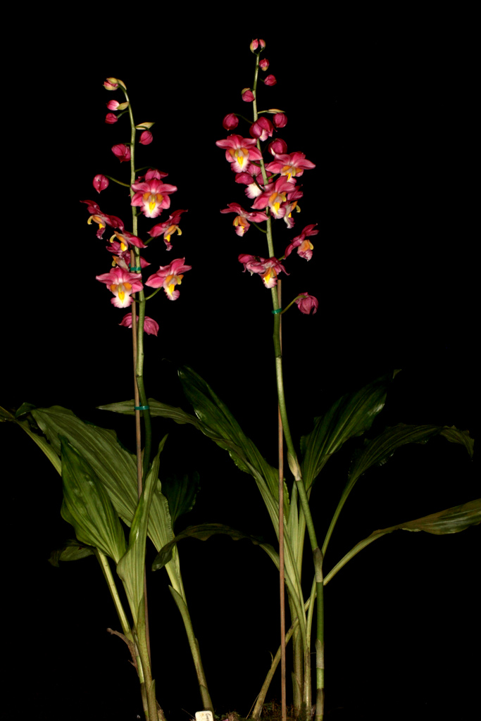 Acine orhideje info: Phaius