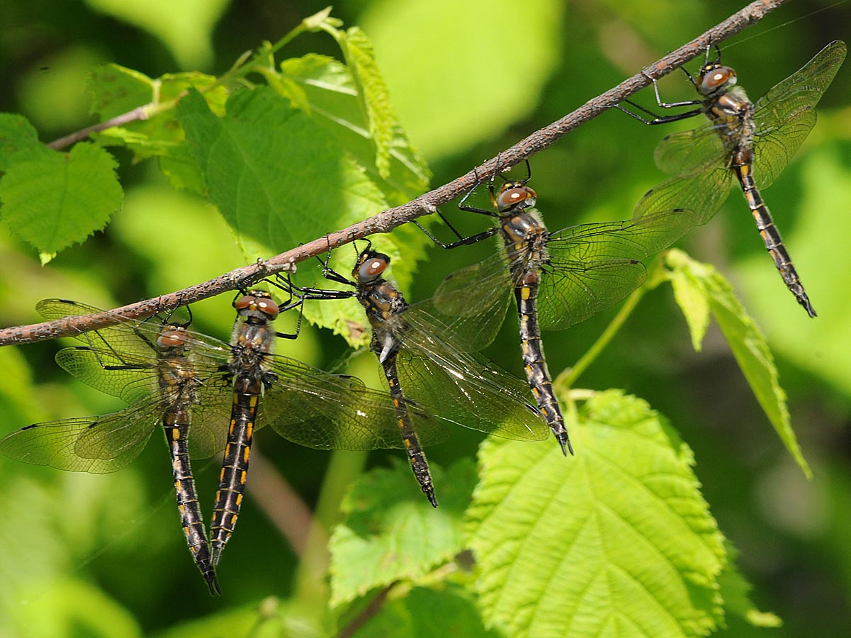 Northwest Nature Notes: A LOT OF DRAGONFLIES