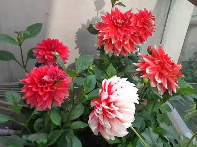 Dhara...The Earth...An Indian gardening blog