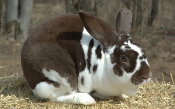 MACAM MACAM KELINCI HIAS | CELOTEHKU