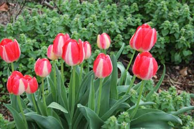 Jim Long's Garden: Eat Your Tulips