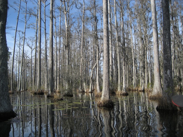 Trippin' with Cathie and Al: A Boat Trip Through the Swamp