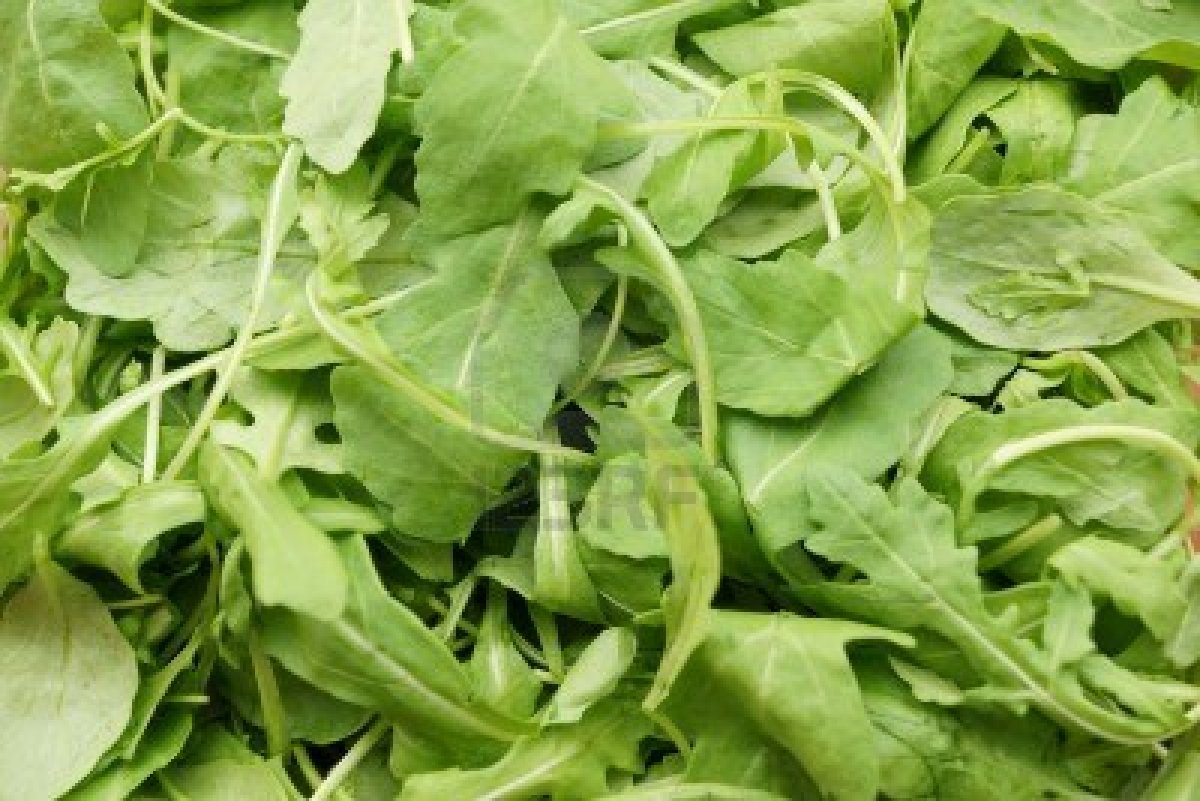 Eruca sativa | salad rocket - roquette - rucola - rugula, colewort ...