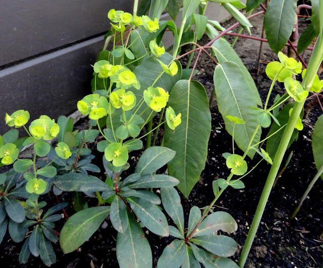 danger garden: April 2013, Bloomday!