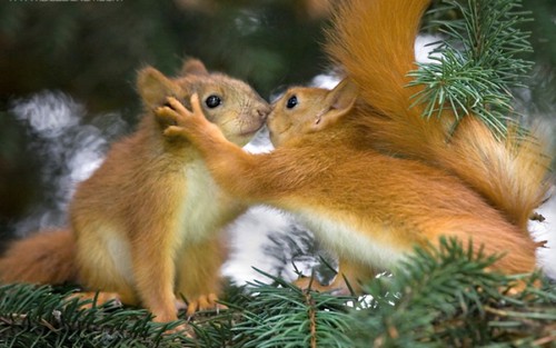 Squirrel ~ Wild Life