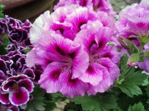 Bunga Geranium ~ Dunia Belajar