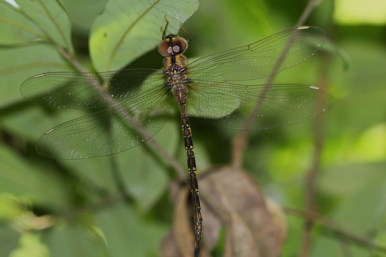 VietOdonata: Gynacantha subinterrupta Rambur, 1842