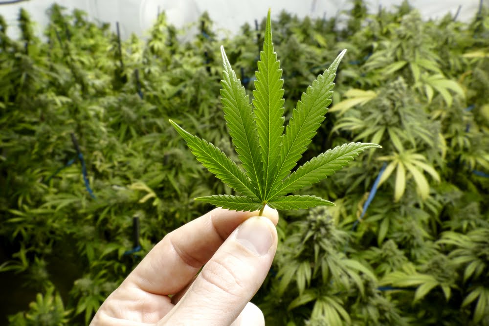 SESUATU YANG ANEH PADA NO 420 ANTARA NO YANG DI BEKUKAN BAGI