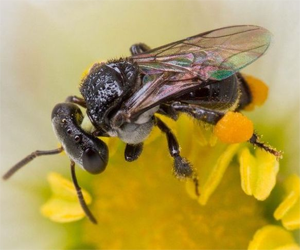 √ Makanan Lebah Klanceng Paling Efektif