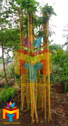 JUAL POHON BAMBU KUNING | BAMBU PANDA | BAMBU HIAS | TANAMAN PAGAR ...