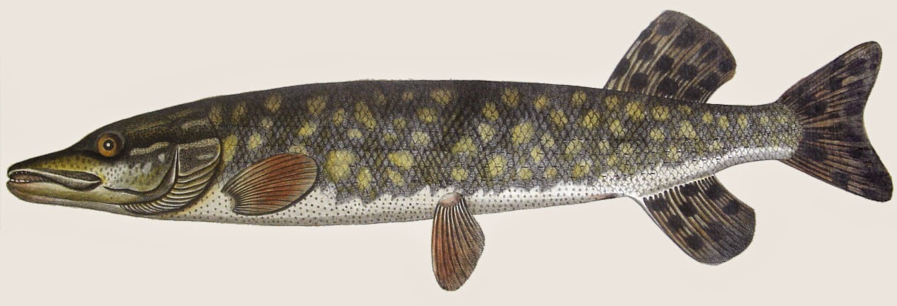 Sciency Thoughts: The genetic diversity of the Northern Pike and itrs ...