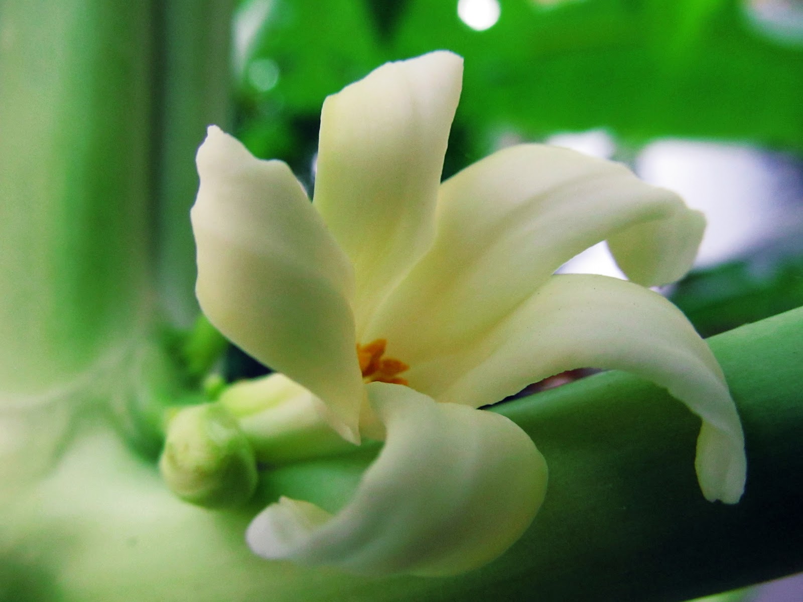 The Hobby Photographer's Blog: Papaya Flowers