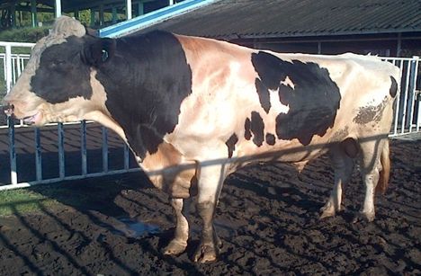 KARAKTERISTIK SAPI PERAH FH (FRIESIAN HOLSTEIN) - Ilmu Ternak