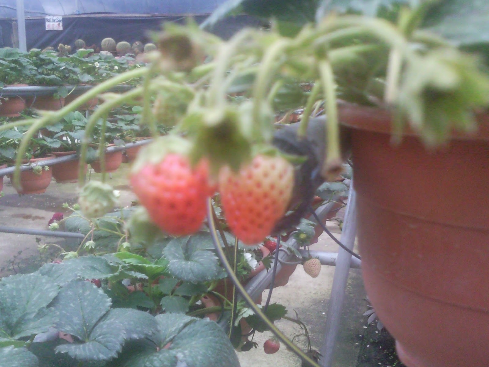 B.U.T.T.E.R.F.L.Y...::: Cameron Highlands: Stoberi