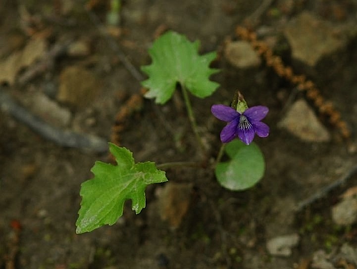 Field Biology in Southeastern Ohio: Violets, Trilliums, and April ...
