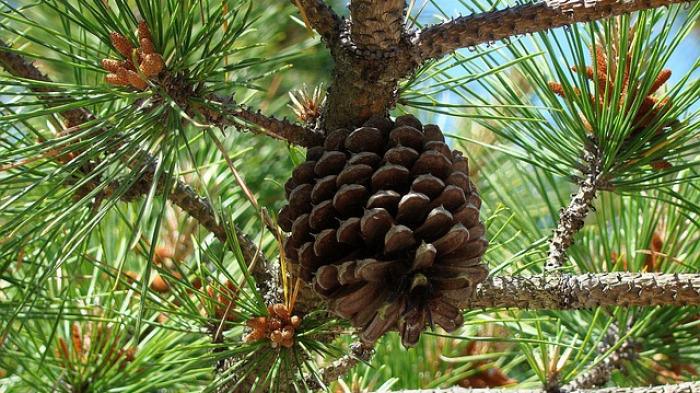 STUDYBEJO: KLASIFIKASI PINUS