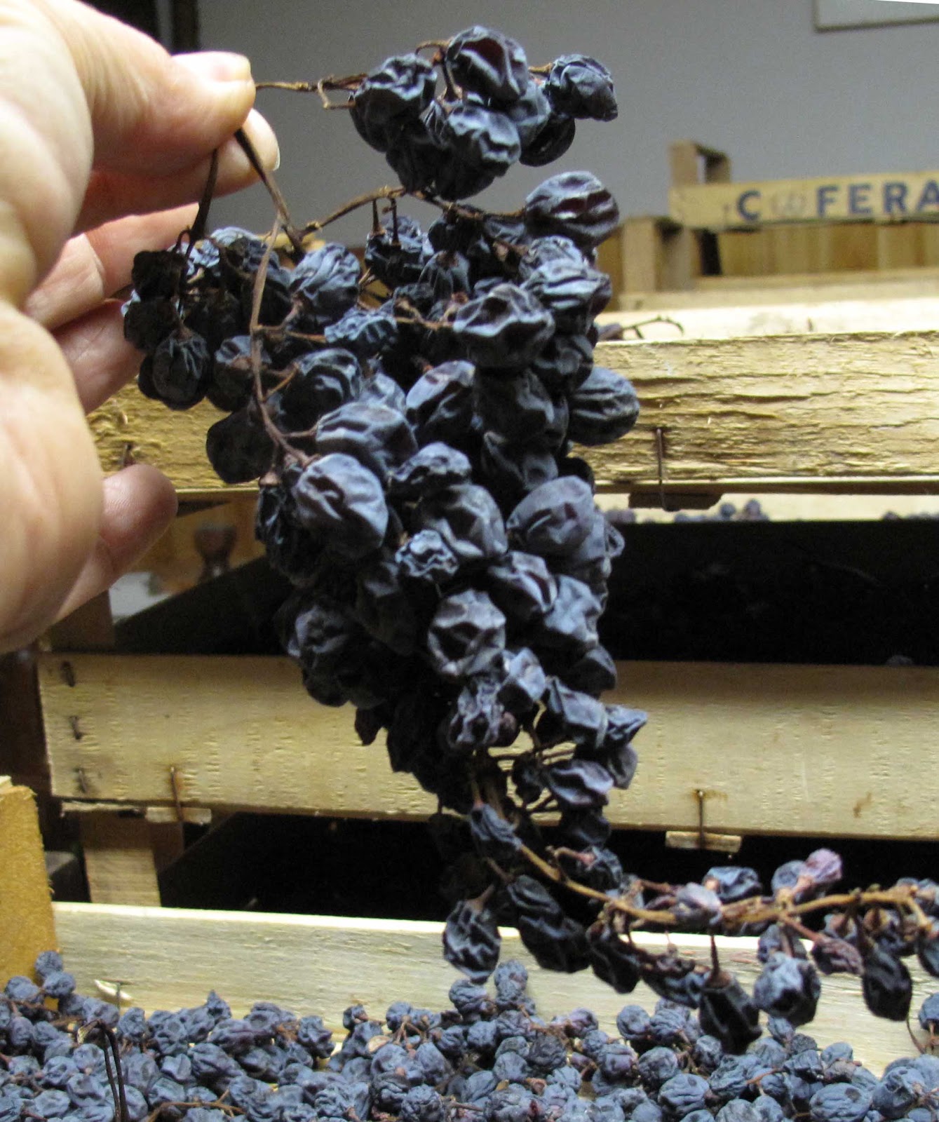 Blog di Gaetano: "NA RECIA DE UA" Per fare il RECIOTO (3)