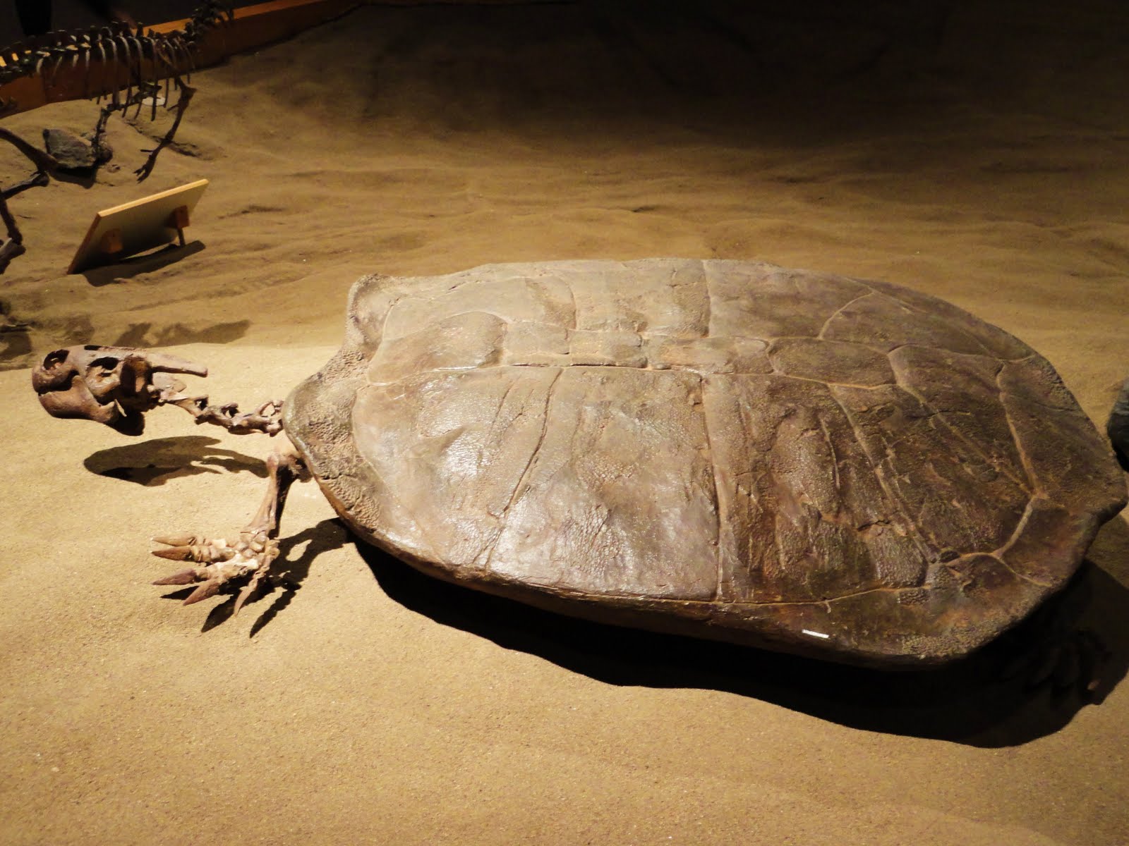 Canadian Rockies Road Trip '11: Drumheller and More!