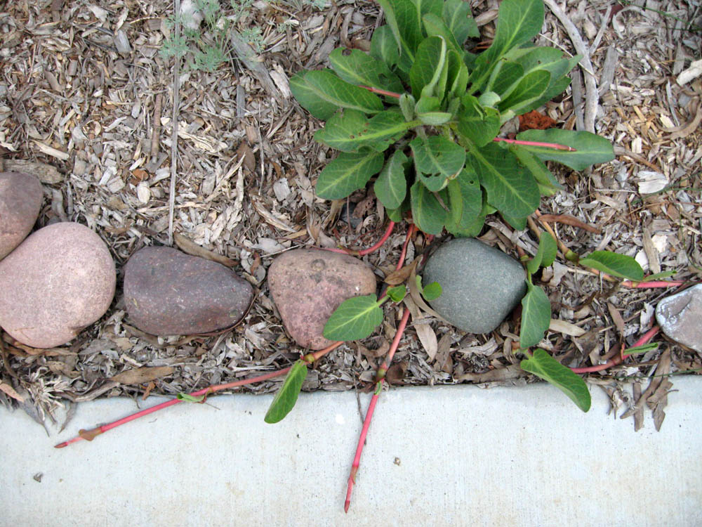 Mother Nature's Backyard - A Water-wise Garden: Plant of the Month ...