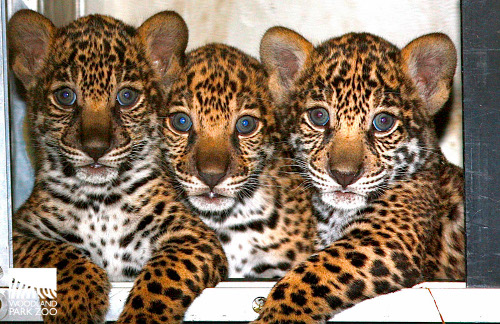 Jaguar cubs’ personalities far outweigh their 10-pound frames