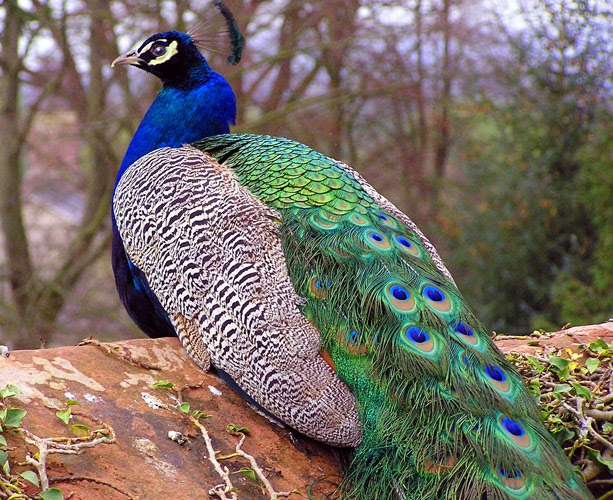 Who is Happy? Crow Swan Parrot Peacock - Freelance Copywriter for Hire ...