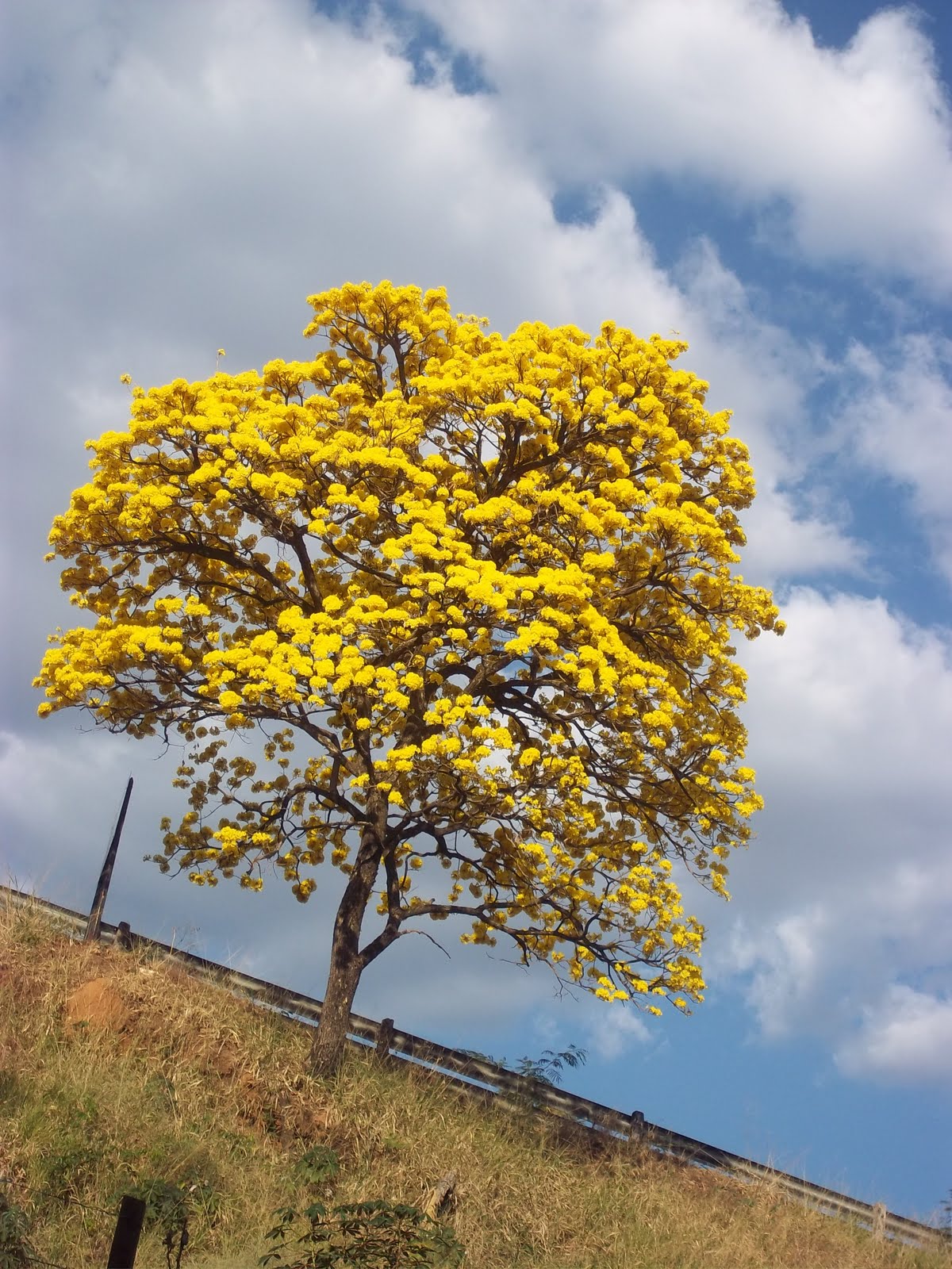 Plantas Do Cerrado Goiano - NAZAEDU