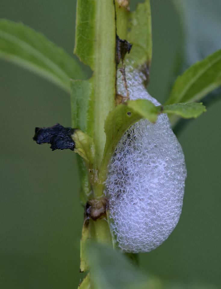 Nature Ramblers: Ramble Report August 17 2017