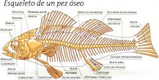 el blog de ciencias: LOS PECES SON VERTEBRADOS