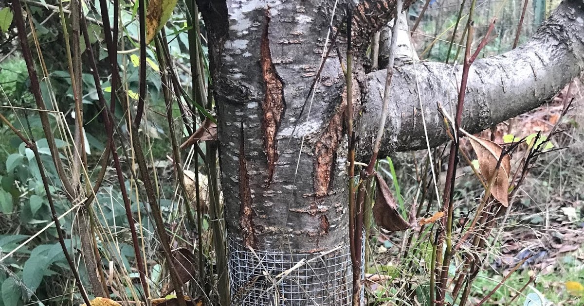 Daniel's Pacific NW Garden: Removing Vole Guards. Stanley Plum. 11.17.18