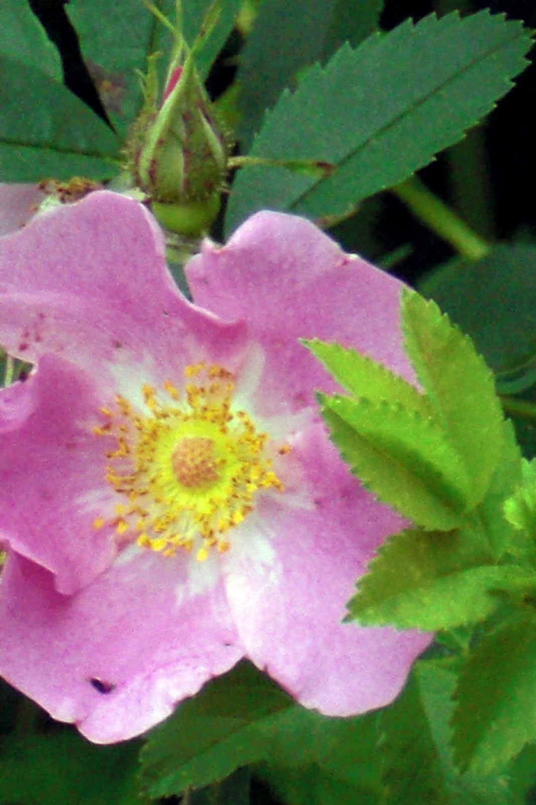 The Violet Fern: Going Native: Swamp Rose