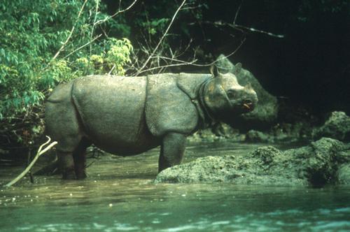 wildlife conservation officer: Species on the edge